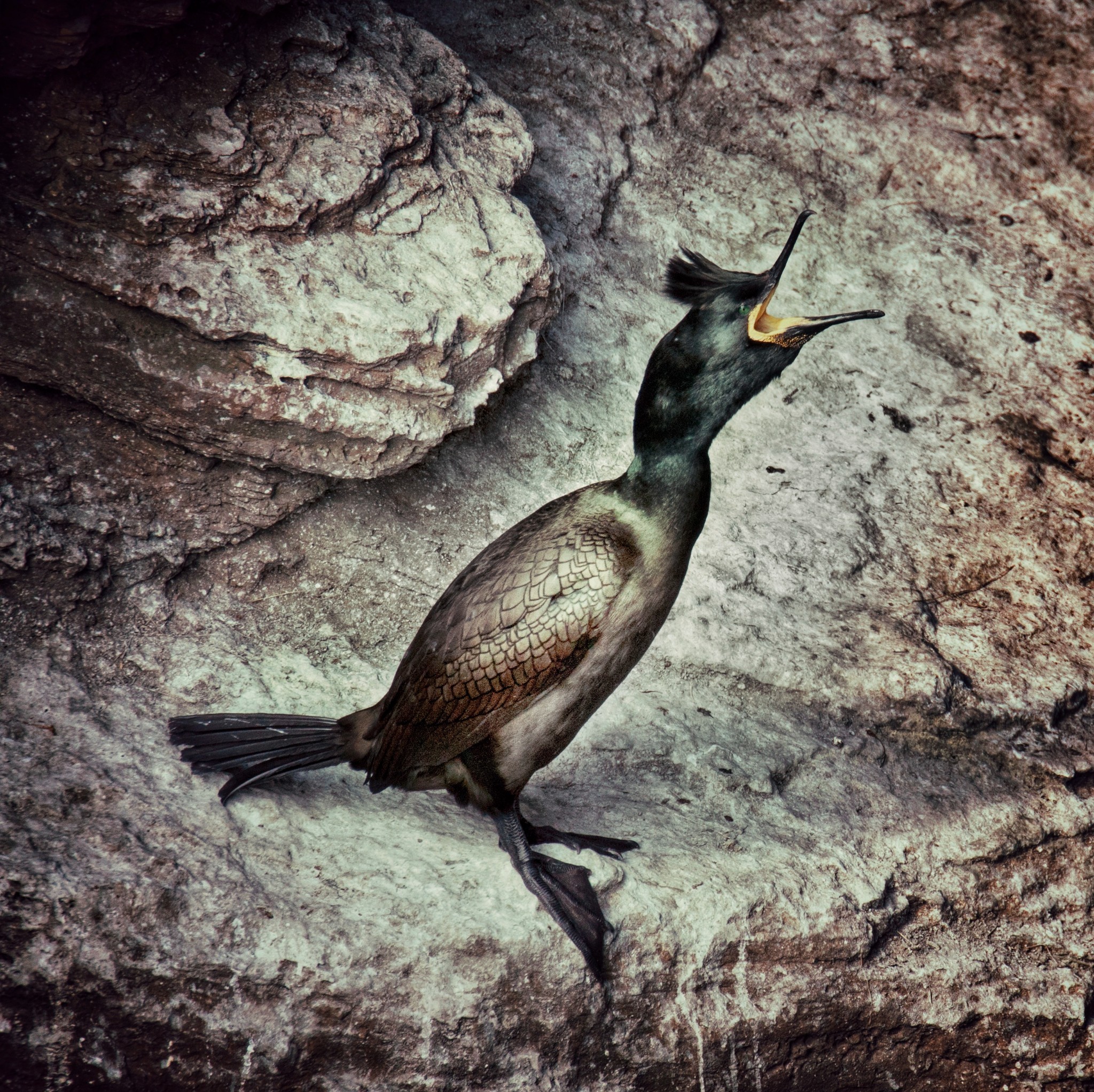 Orkney's seabirds in spring | Orkney.com