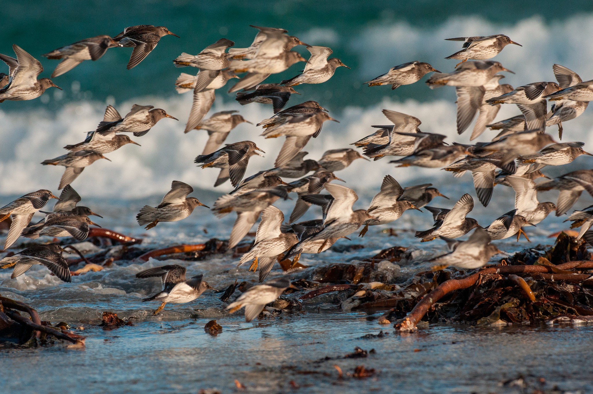 Experience wild Orkney this winter | Orkney.com