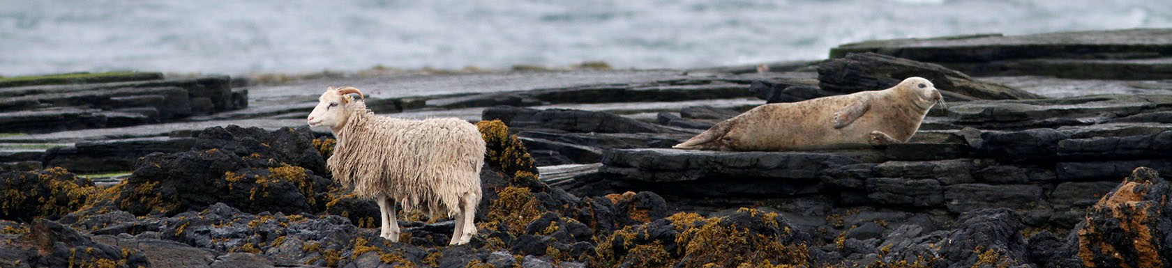 Visitors ready to flock to North Ronaldsay | Orkney.com